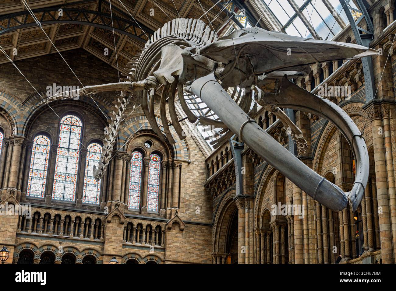 Whale skeleton hung in the Natural History Museum, London Stock Photo ...