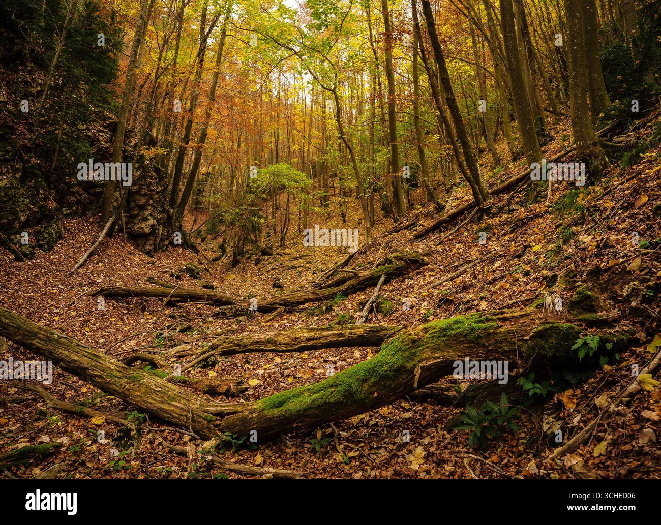 Deciduous forest in Baga de les Noucomes, in the Rasos de Peguera ...