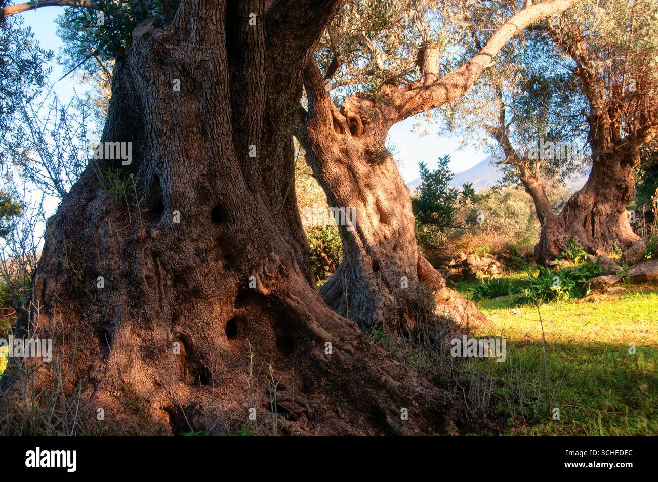 Majestic ancient olive trees in a sunny Greek landscape of Crete Stock ...
