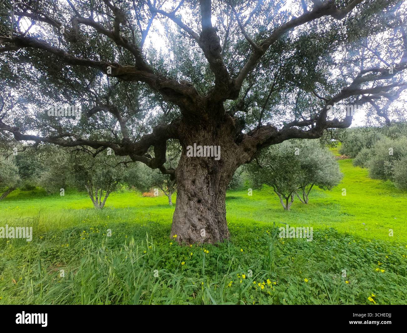 Majestic ancient olive trees in a sunny Greek landscape of Crete Stock ...