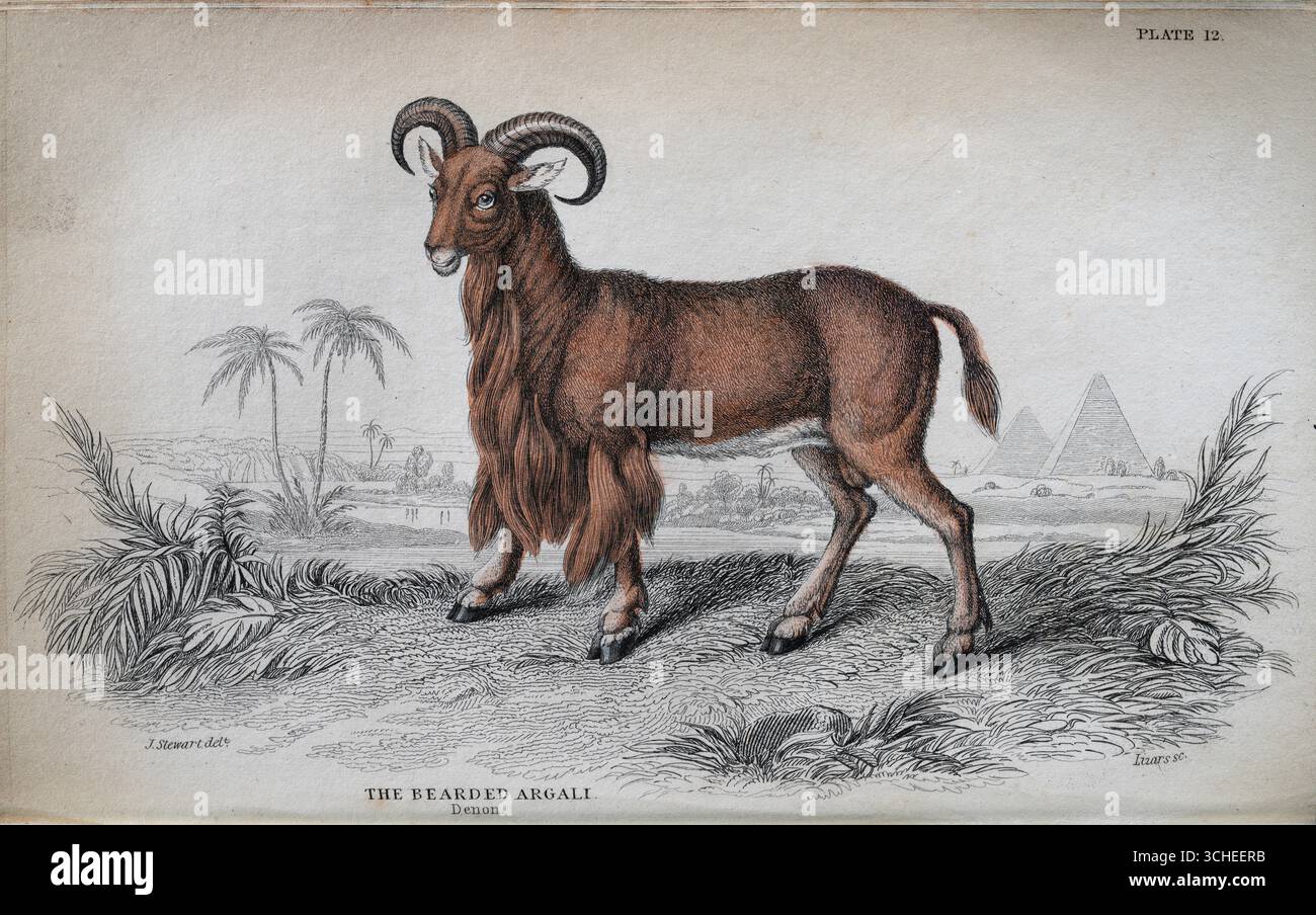 The Bearded Argali, Barbary sheep (Ammotragus lervia), also known as ...