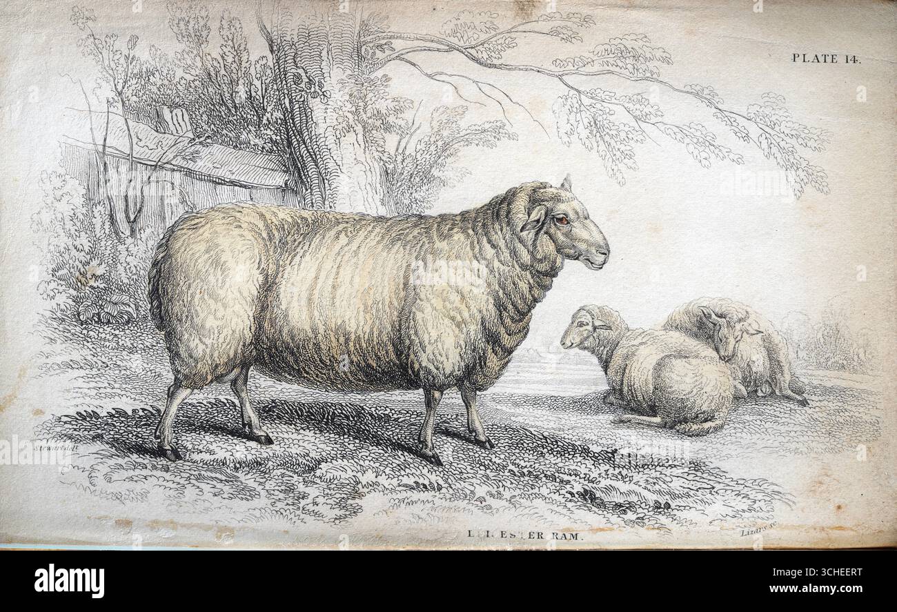 Dishley New Leicester Ram, Sheep, Livestock, art print, 19th Century ...