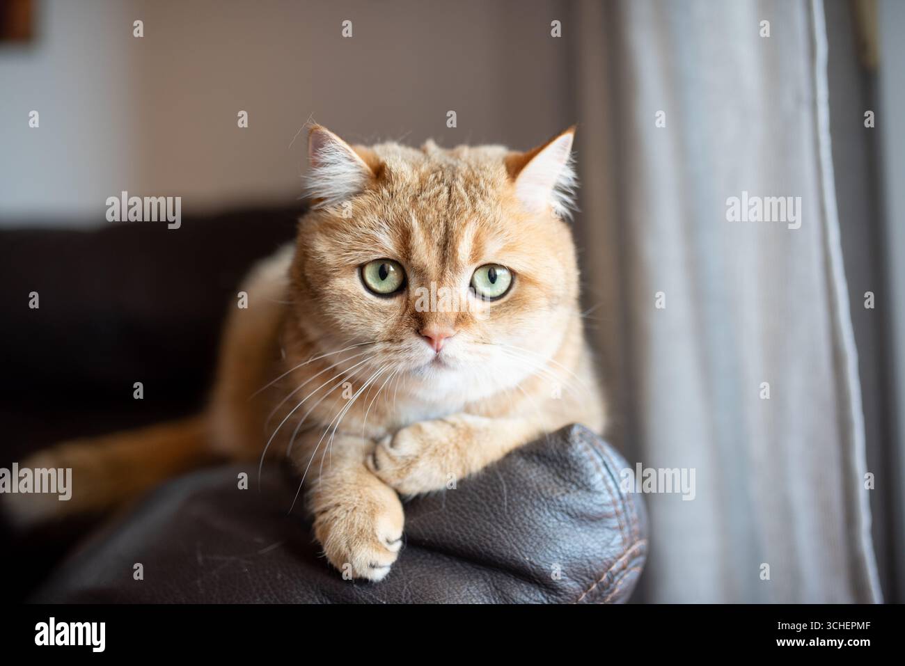 Golden furred domestic cat resting hi-res stock photography and images ...