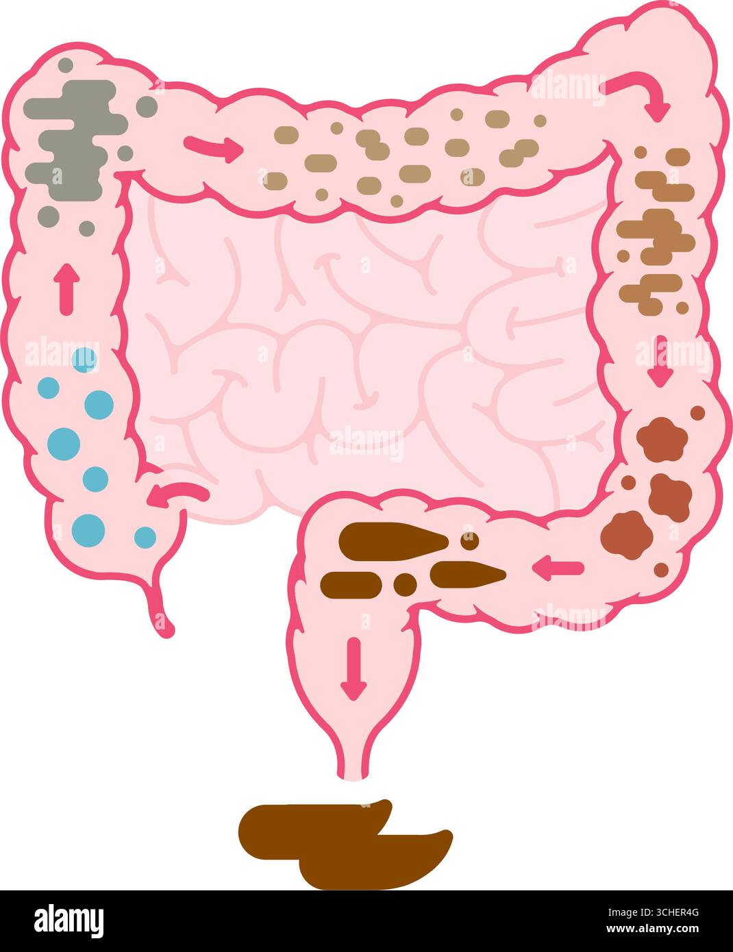 The process of stool formation in the large intestine Stock Vector ...