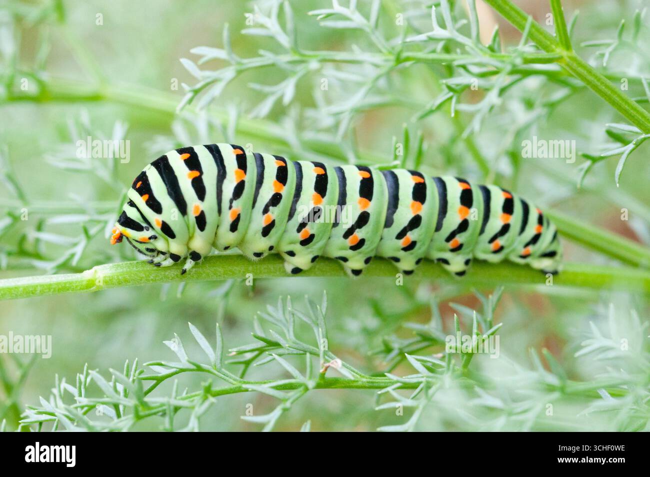 Butterfly caterpillar face close up hi-res stock photography and images ...