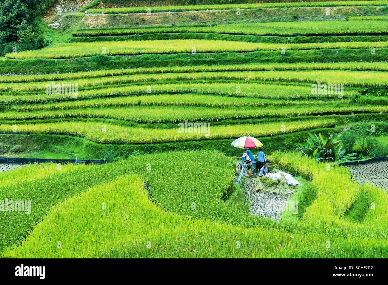 Aerial photo shows the terraced fields in Congjiang County, Qiandongnan ...