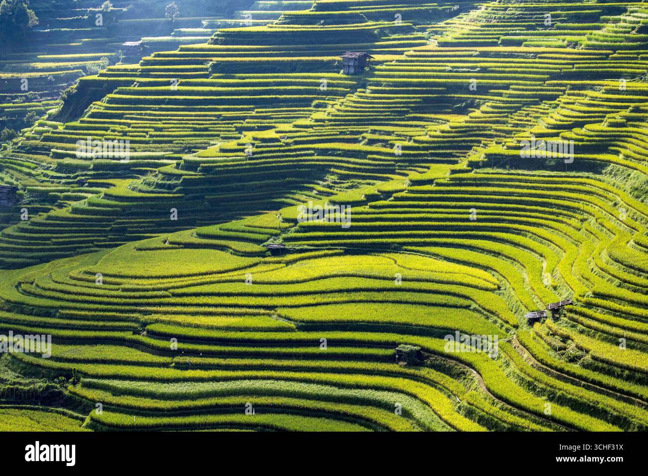 Aerial photo shows the terraced fields in Congjiang County, Qiandongnan ...