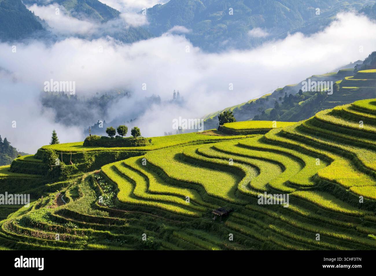 Aerial photo shows the terraced fields in Congjiang County, Qiandongnan ...