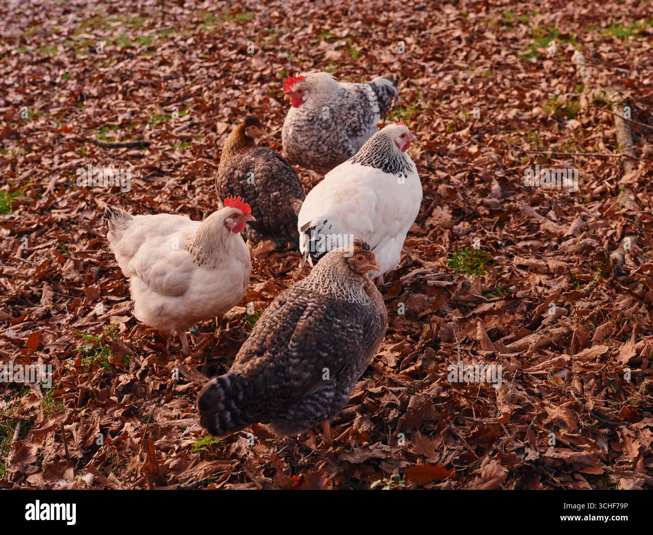 Free range chicken hens and cockerels on a small holding - autumn ...