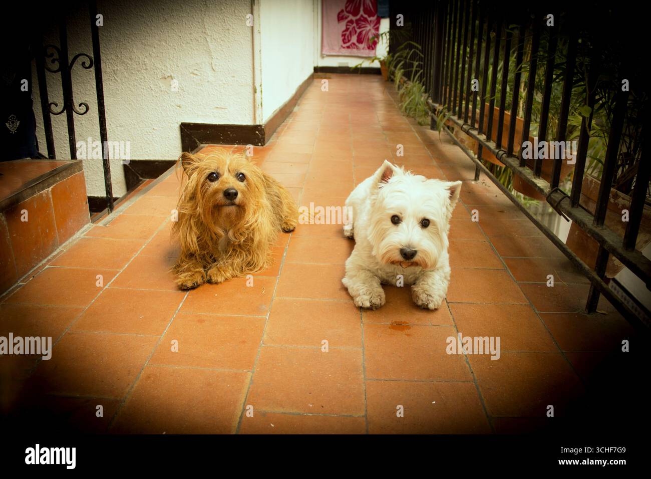 Two dogs one white and one brown lying on the ground together Stock ...