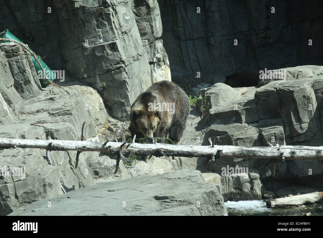 Amber the Grizzly Bear in enclosure at Central Park Zoo, New York City ...