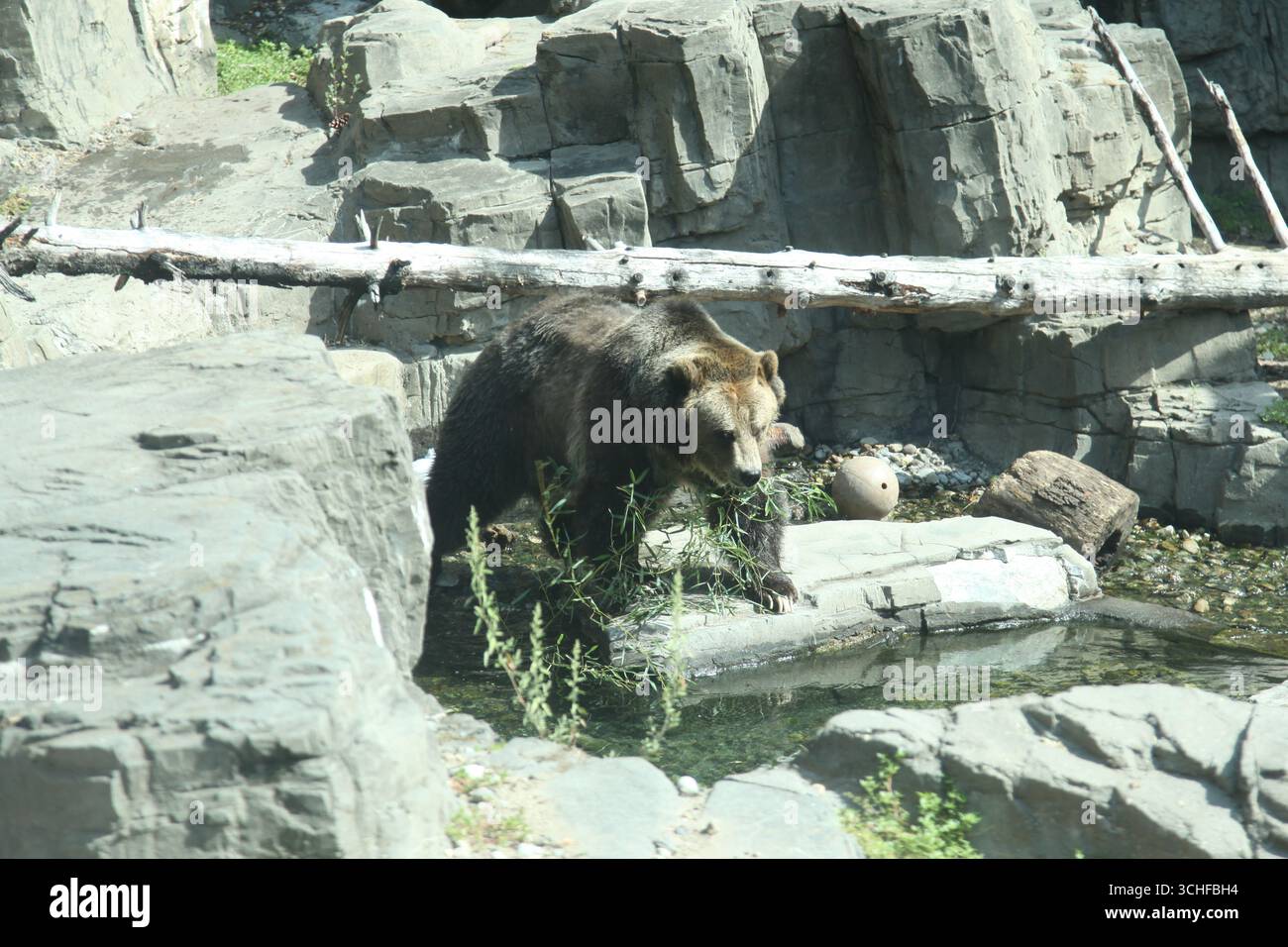 Amber the Grizzly Bear in enclosure at Central Park Zoo, New York City ...
