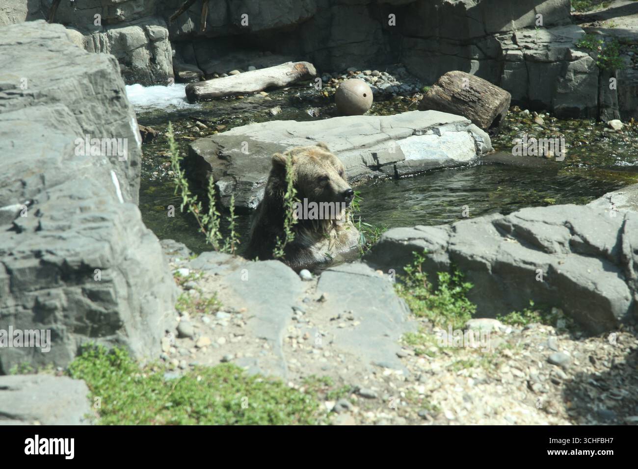 Amber the Grizzly Bear in enclosure at Central Park Zoo, New York City ...