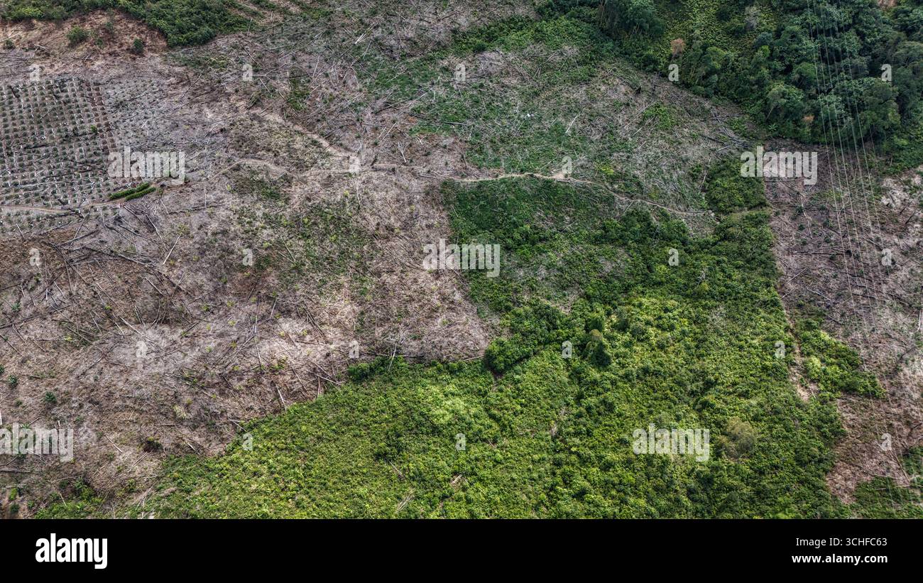 Deforestation for new palm oil plantation, Kalimantan, Borneo ...