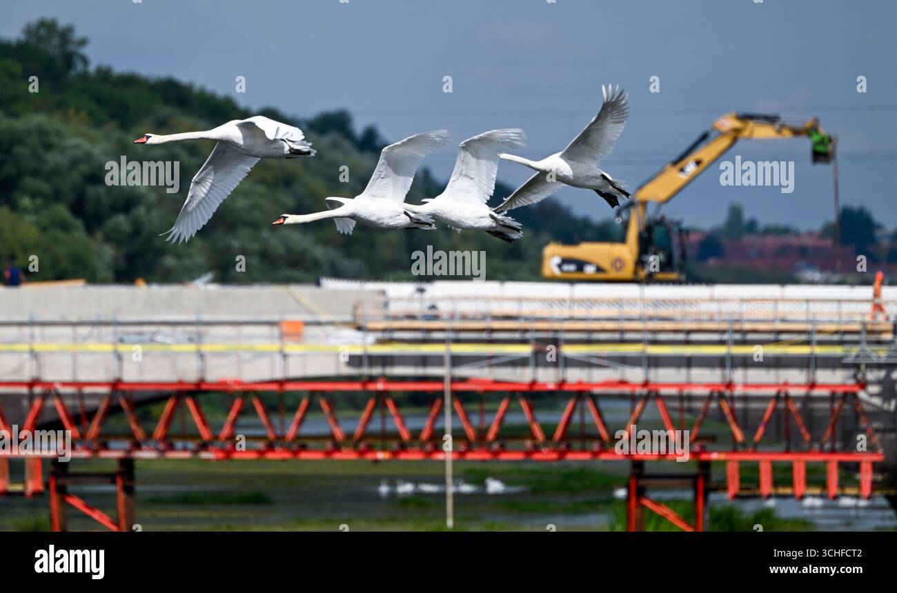 02 September 2025, Saxony, Leipzig: Four swans take off from the Elster ...