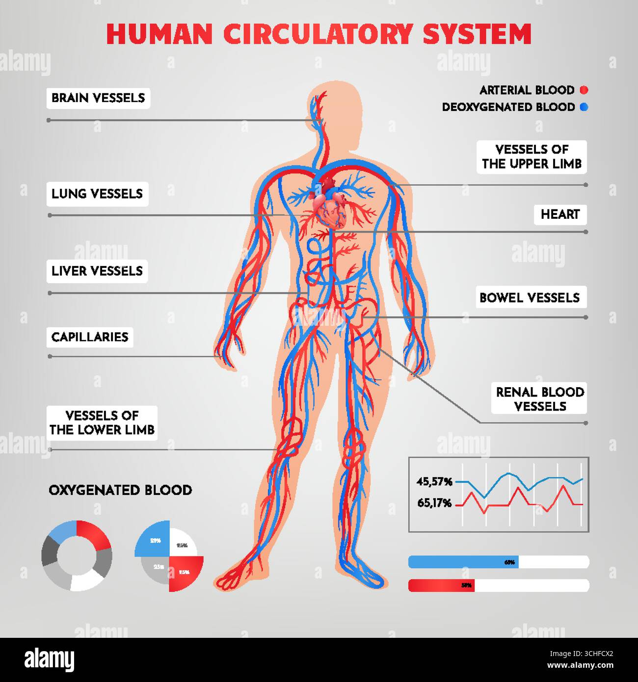 Modern Gradient Anatomy Infographics of the Human Body Stock Vector ...