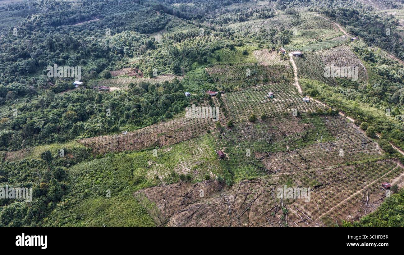Deforestation for new palm oil plantation, Kalimantan, Borneo ...