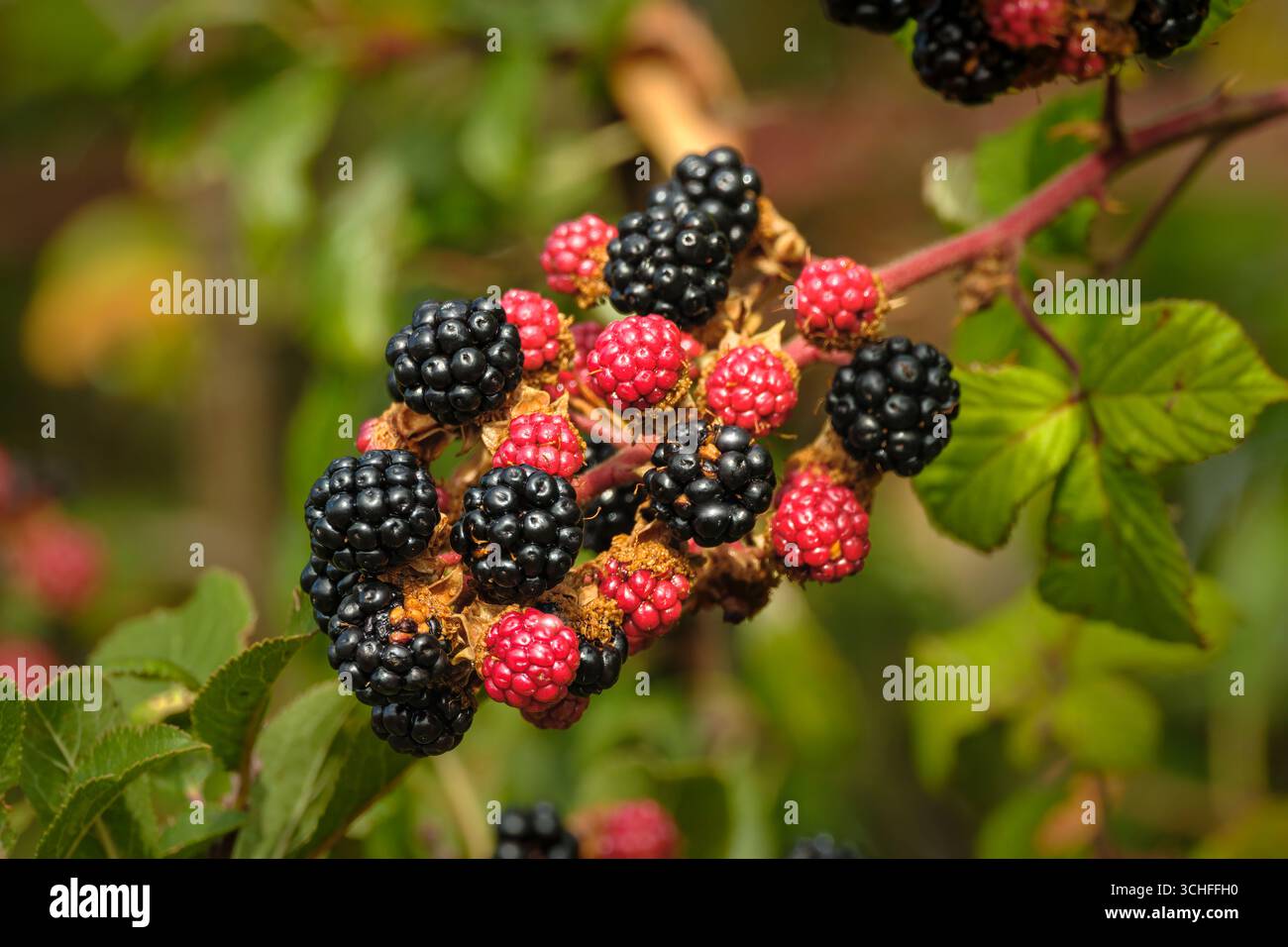 Familiar wild fruit hi-res stock photography and images - Alamy