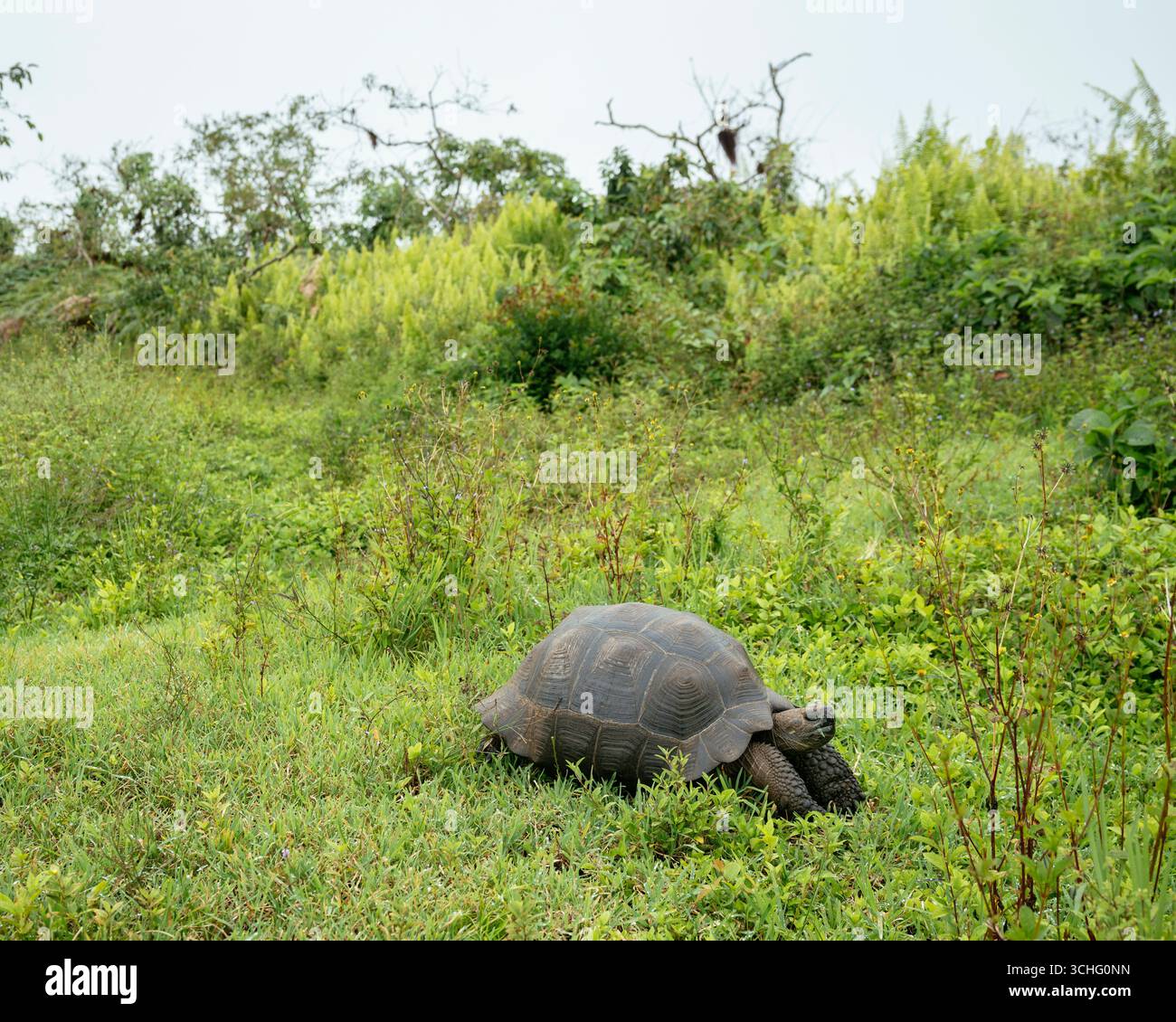 Isabela Island Giant Tortoise (Chelonoidis niger vicina), Sierra Negra ...