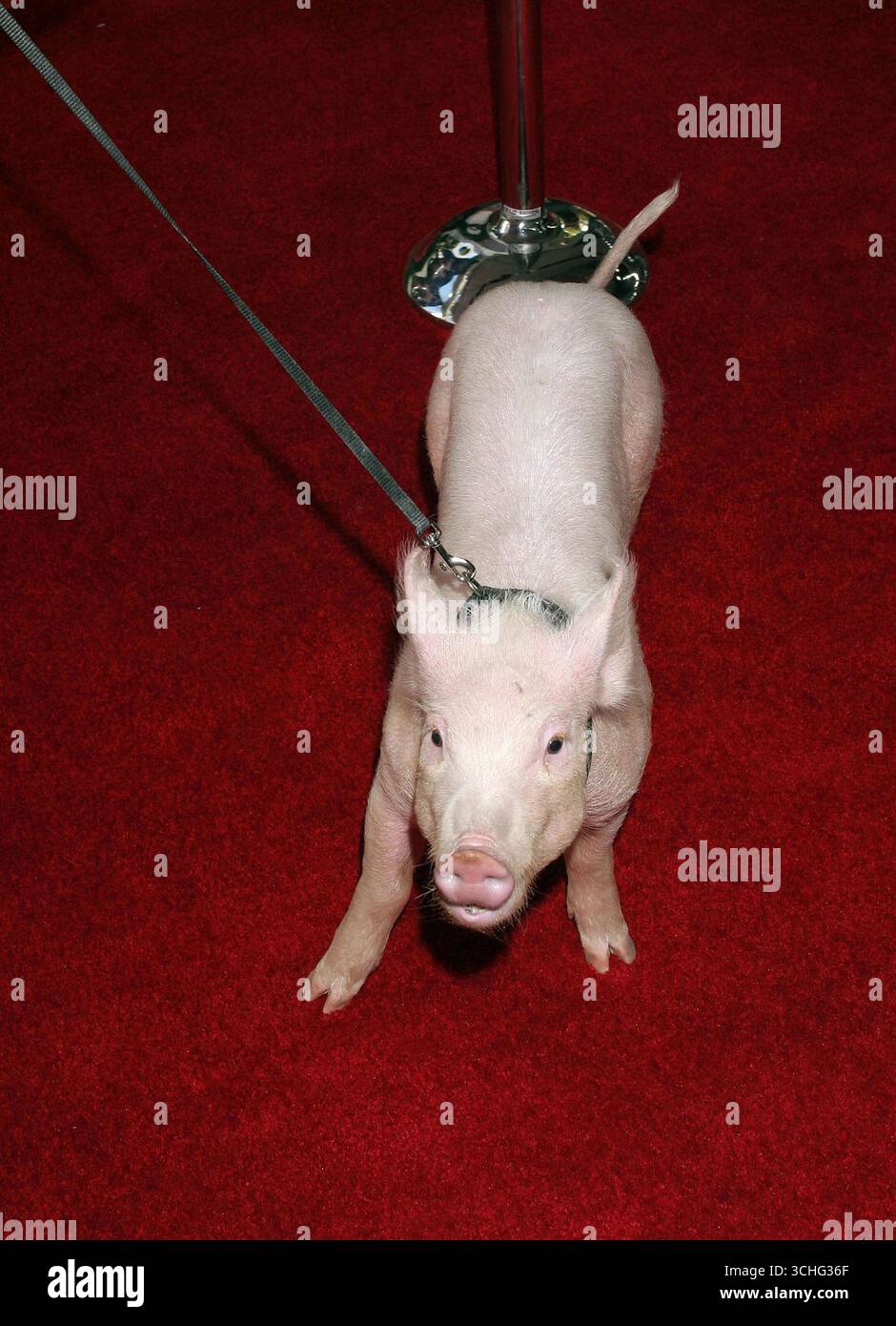 Wilbur the pig at the "Charlotte's Web" Premiere held at the Arclight ...