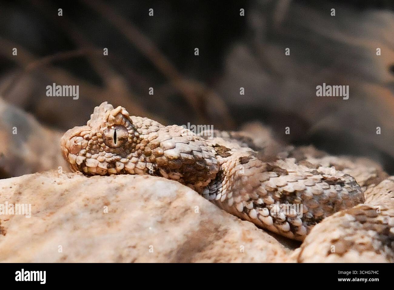 Spider-tailed horned vipers breed for the first time in Plzen Zoo ...