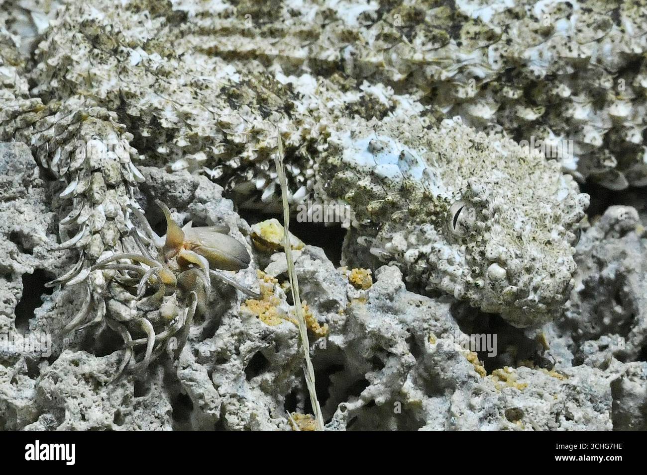 Spider-tailed horned vipers breed for the first time in Plzen Zoo ...