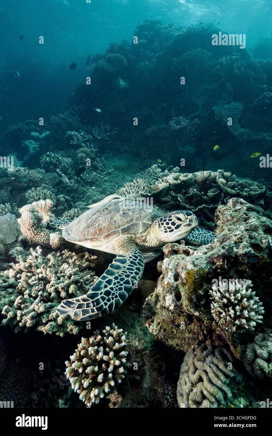 Coral reef during low tide hi-res stock photography and images - Alamy