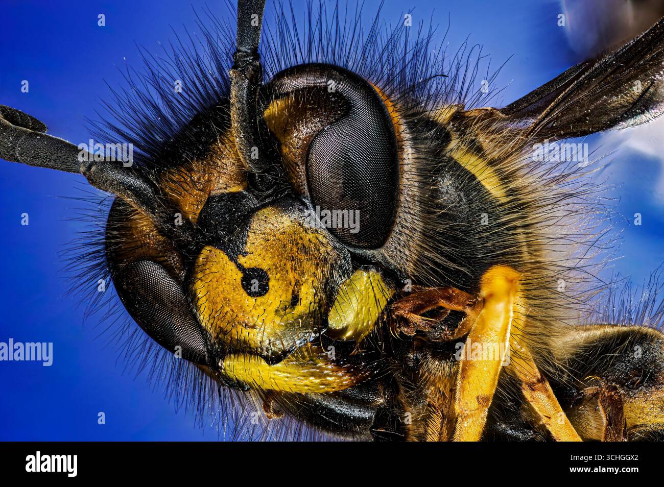 The face of a German wasp Stock Photo - Alamy