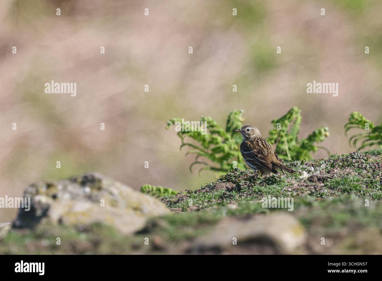 Bird on rock outcrops hi-res stock photography and images - Alamy