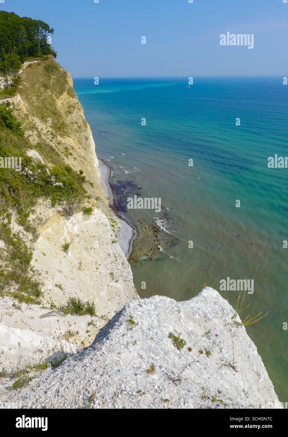 15 August 2025, Denmark, Borre: Summer on the chalk cliffs of Möns ...