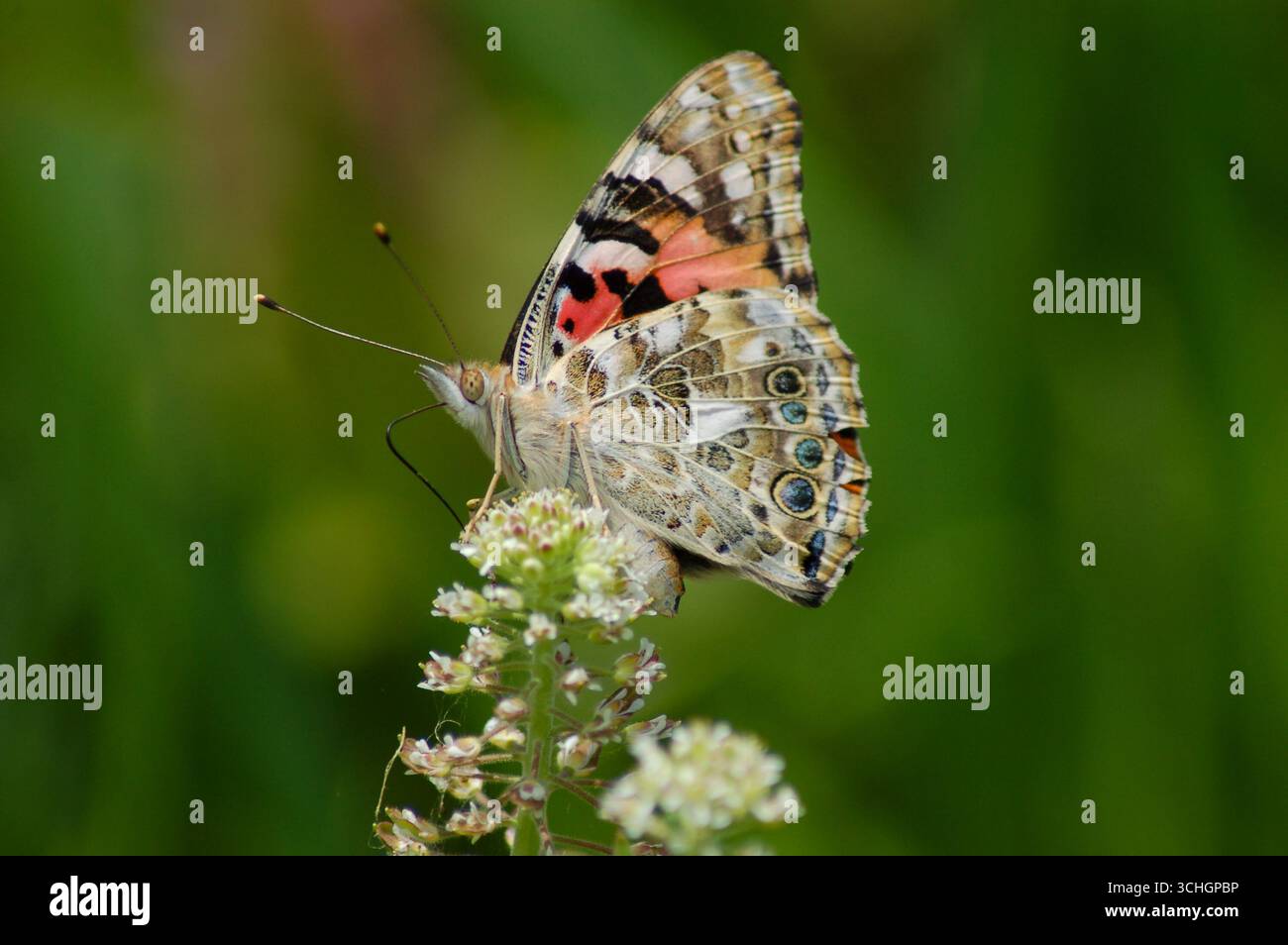 Painted lady butterfly atop hi-res stock photography and images - Alamy