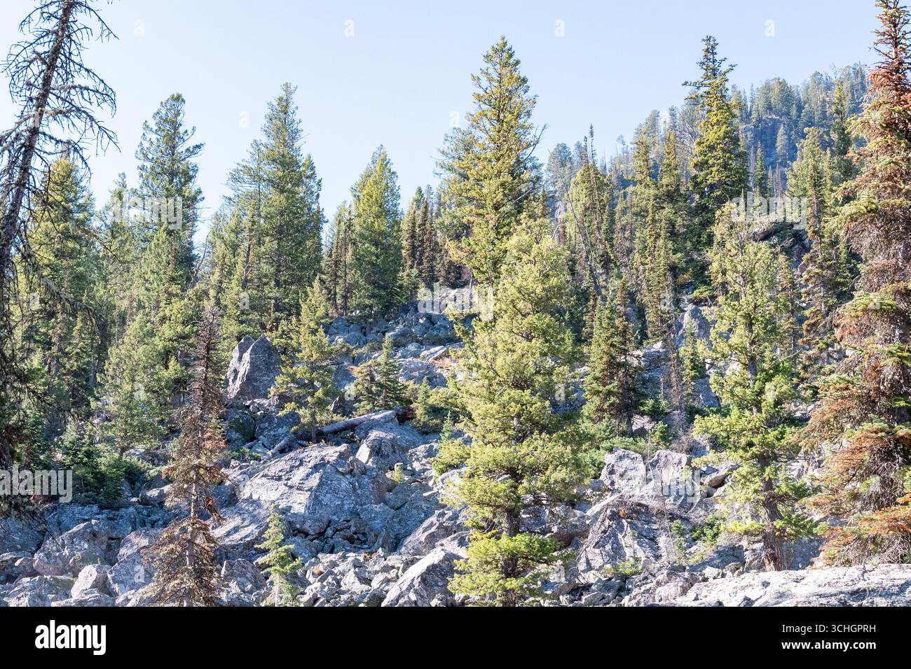 Pine trees are scattered across a rocky mountain hillside in Grand ...