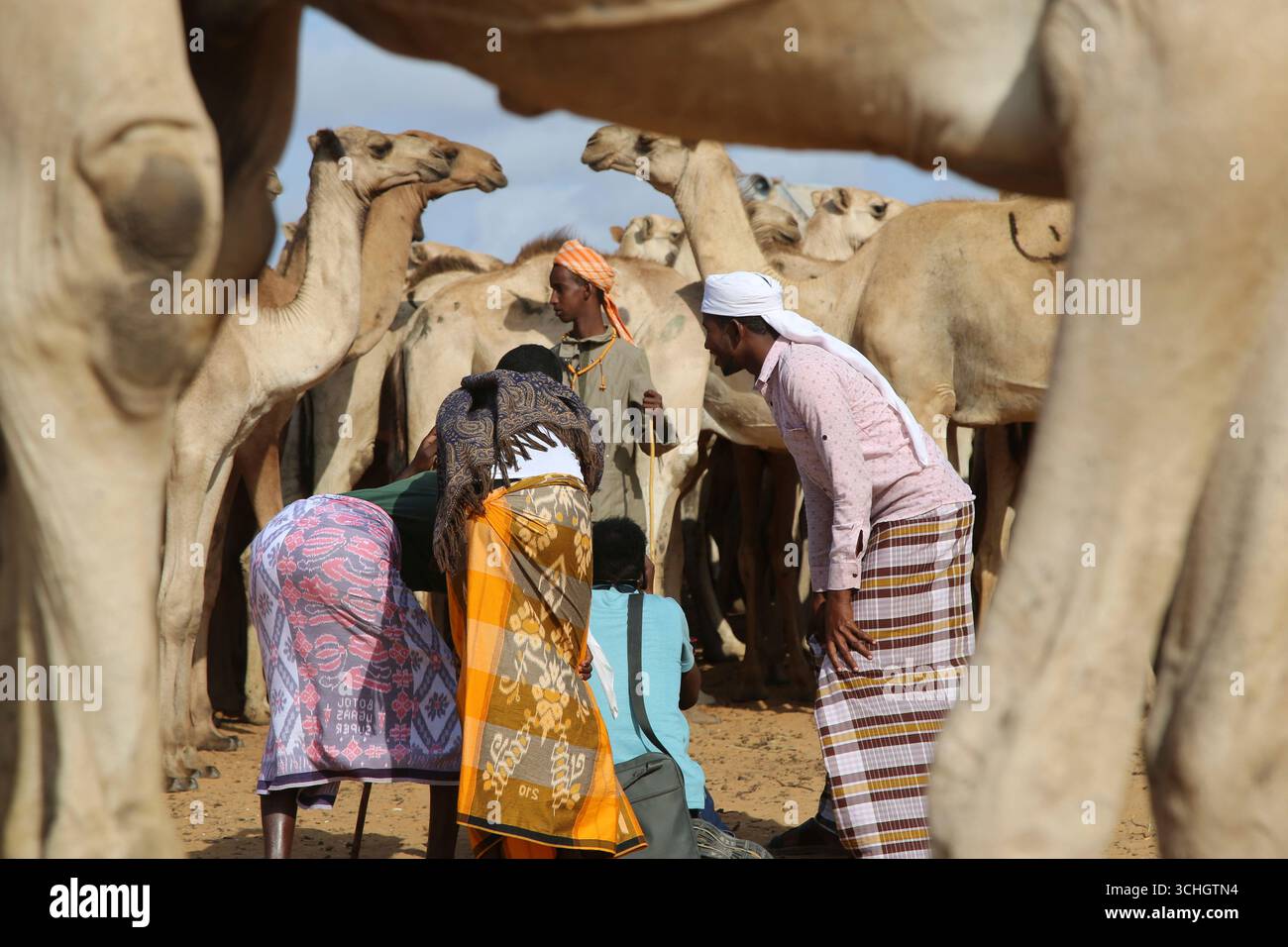 Butchers prepare to slaughter camels to celebrate Mawlid, the birthday ...