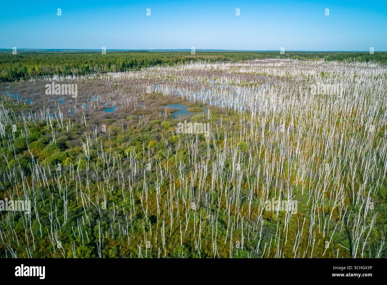 Waterlogged landscape showing dead trees and lush vegetation in an ...