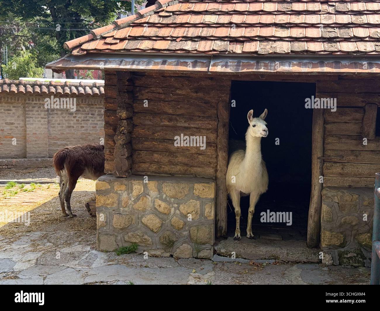 Two llamas standing near a wooden shelter. Farming, domestication, and ...