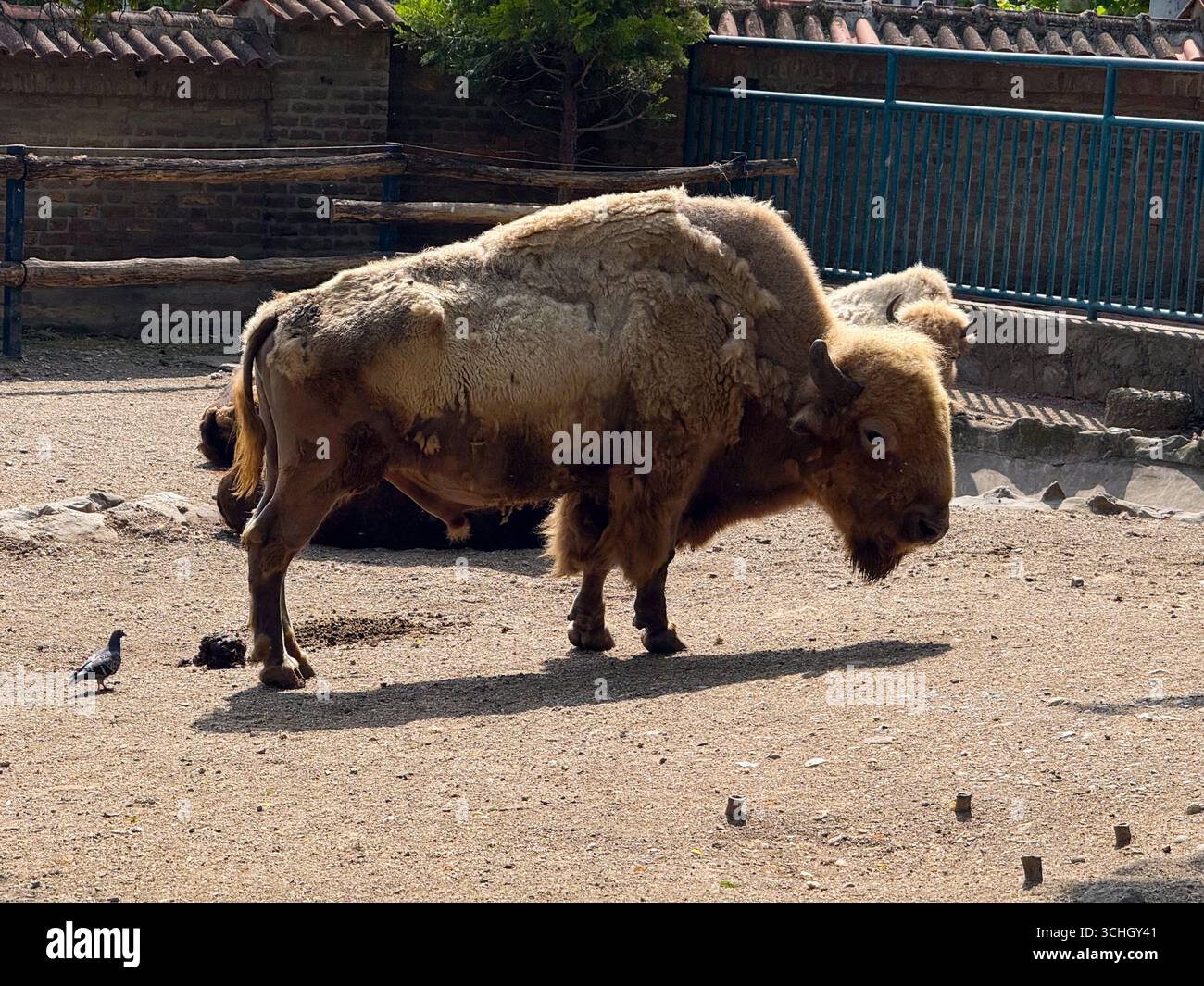 Bison standing in a fenced area under sunlight. Wildlife preservation ...