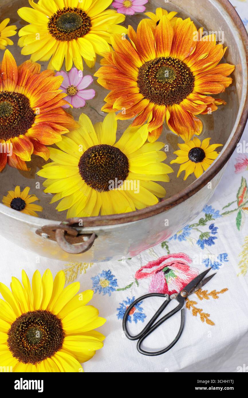 Sunflowers in metal container hi-res stock photography and images - Alamy