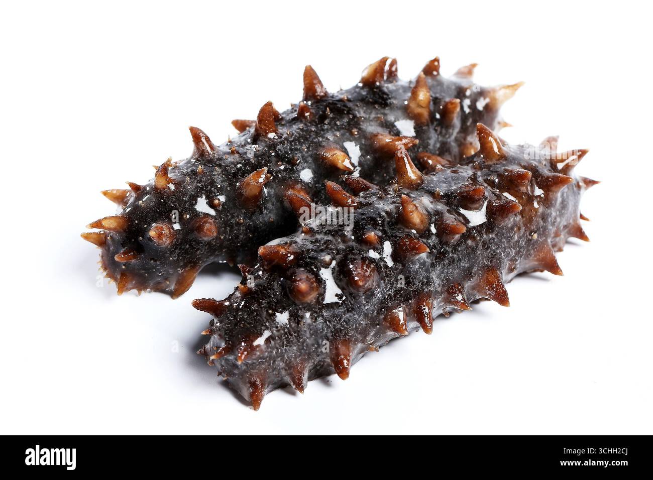 Spiky Sea Cucumbers on White Background, Raw Seafood Close-Up Stock Photo - Alamy