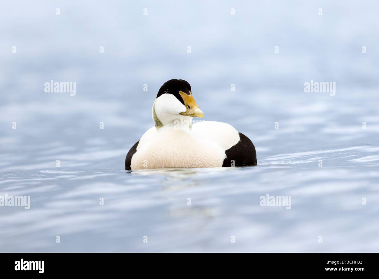 Male Eider Duck (Somateria mollissima) swimming head on in the North ...
