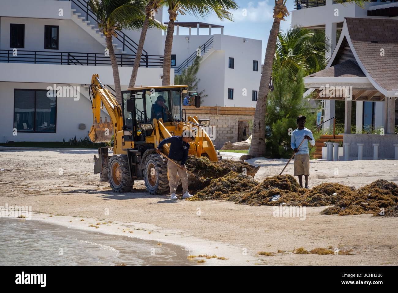 Sargassum seaweed on the beach at the Blue Zen resort on Caye Caulker ...