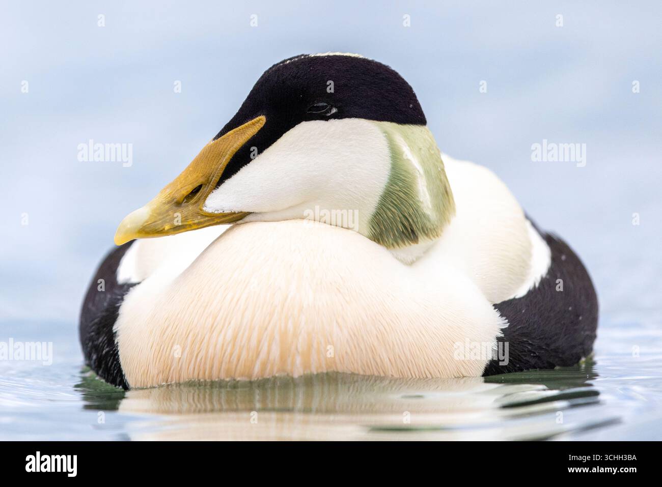 Close-up Male Common Eider Duck (Somateria mollissima) swimming head on ...