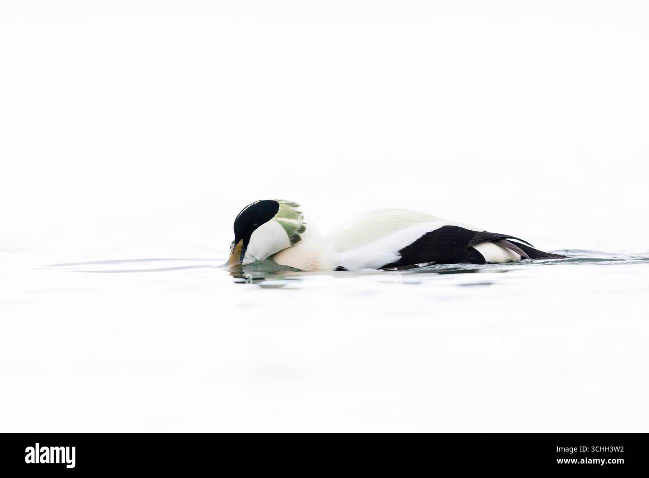 Eider plumage Cut Out Stock Images & Pictures - Alamy