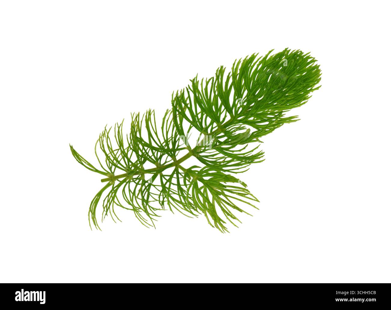 Rigid hornwort ceratophyllum demersum hi-res stock photography and ...