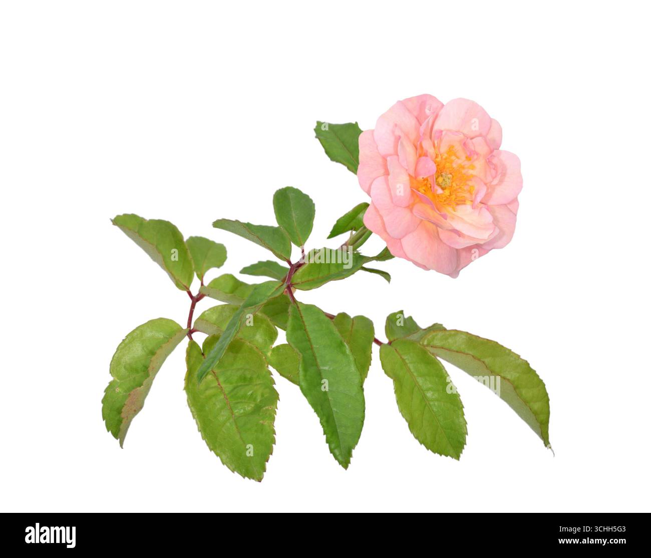 Cultivated rose rosa species hi-res stock photography and images - Alamy