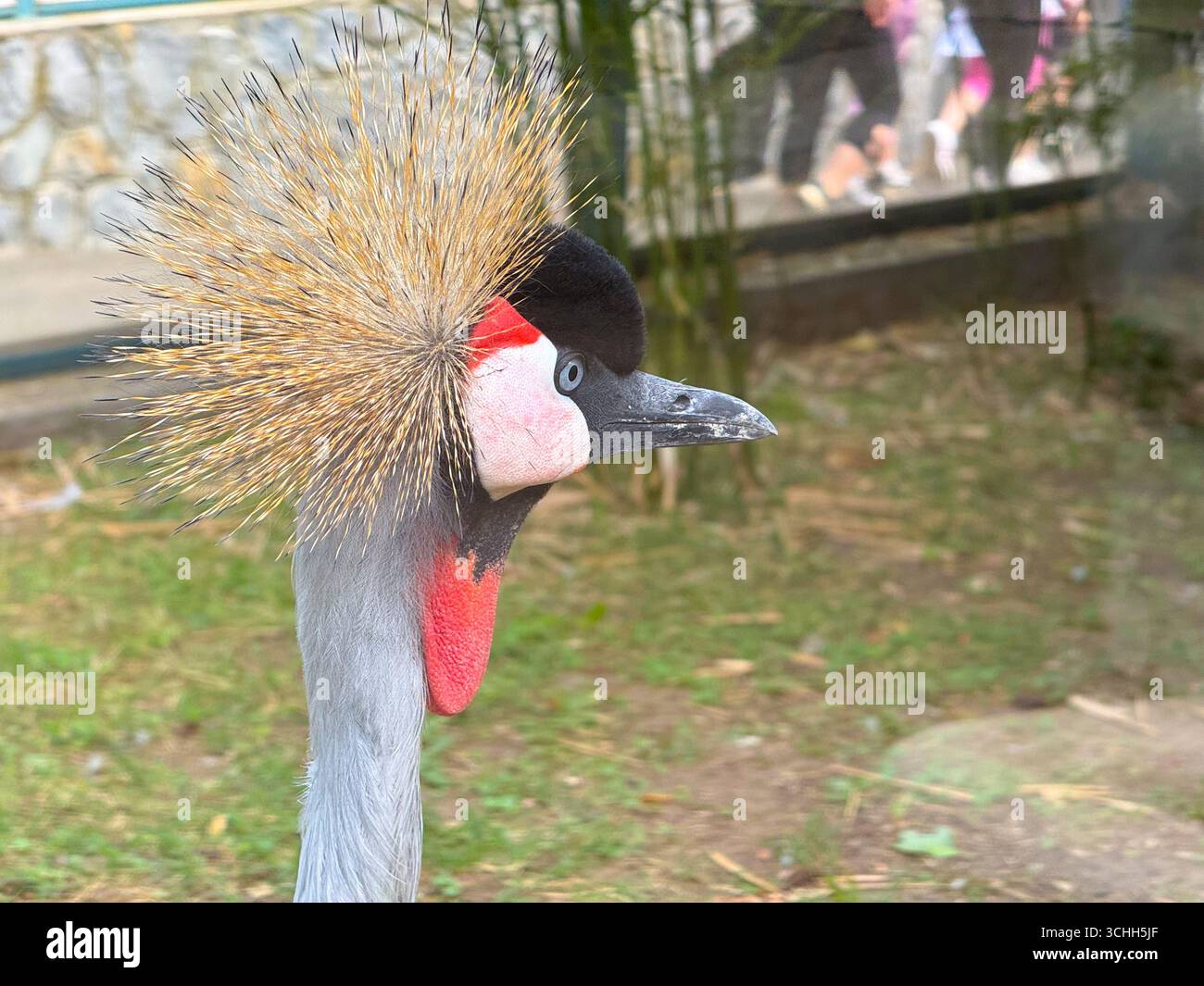 Crowned crane standing in grassy enclosure with crest raised. Exotic ...