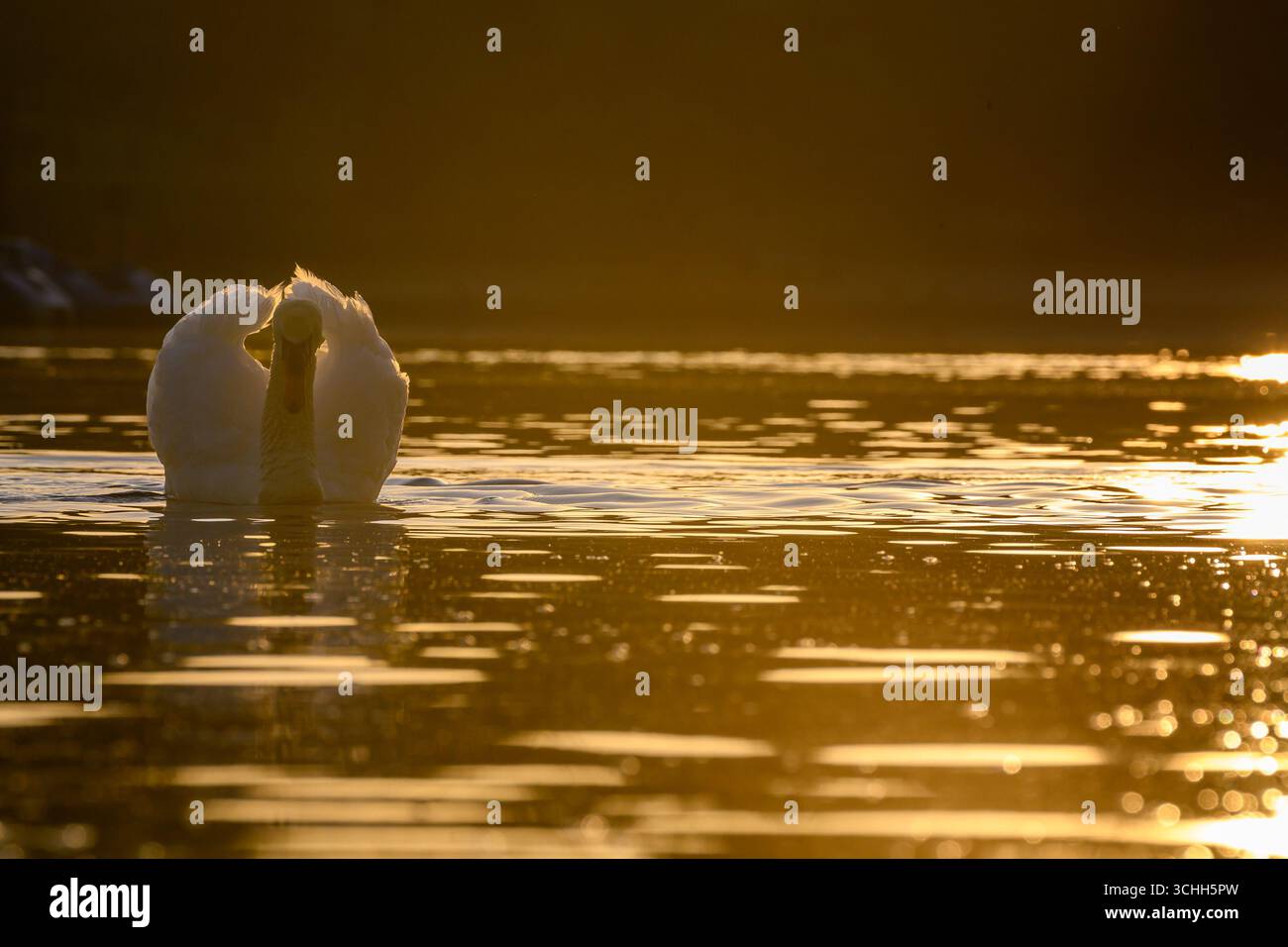Water birds on the Serpentine, Hyde Park, London Stock Photo - Alamy