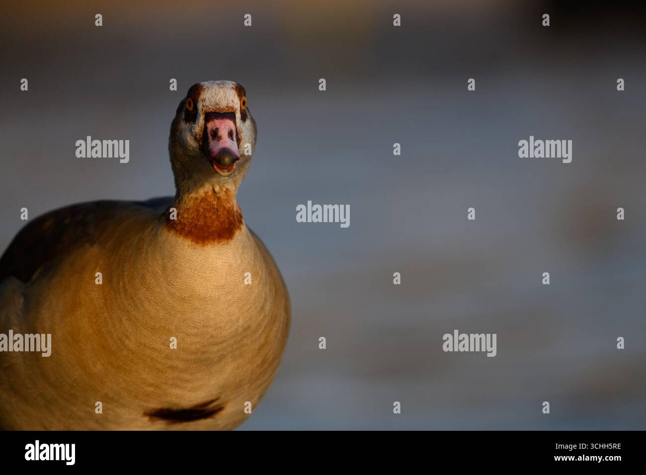 Water birds on the Serpentine, Hyde Park, London Stock Photo - Alamy