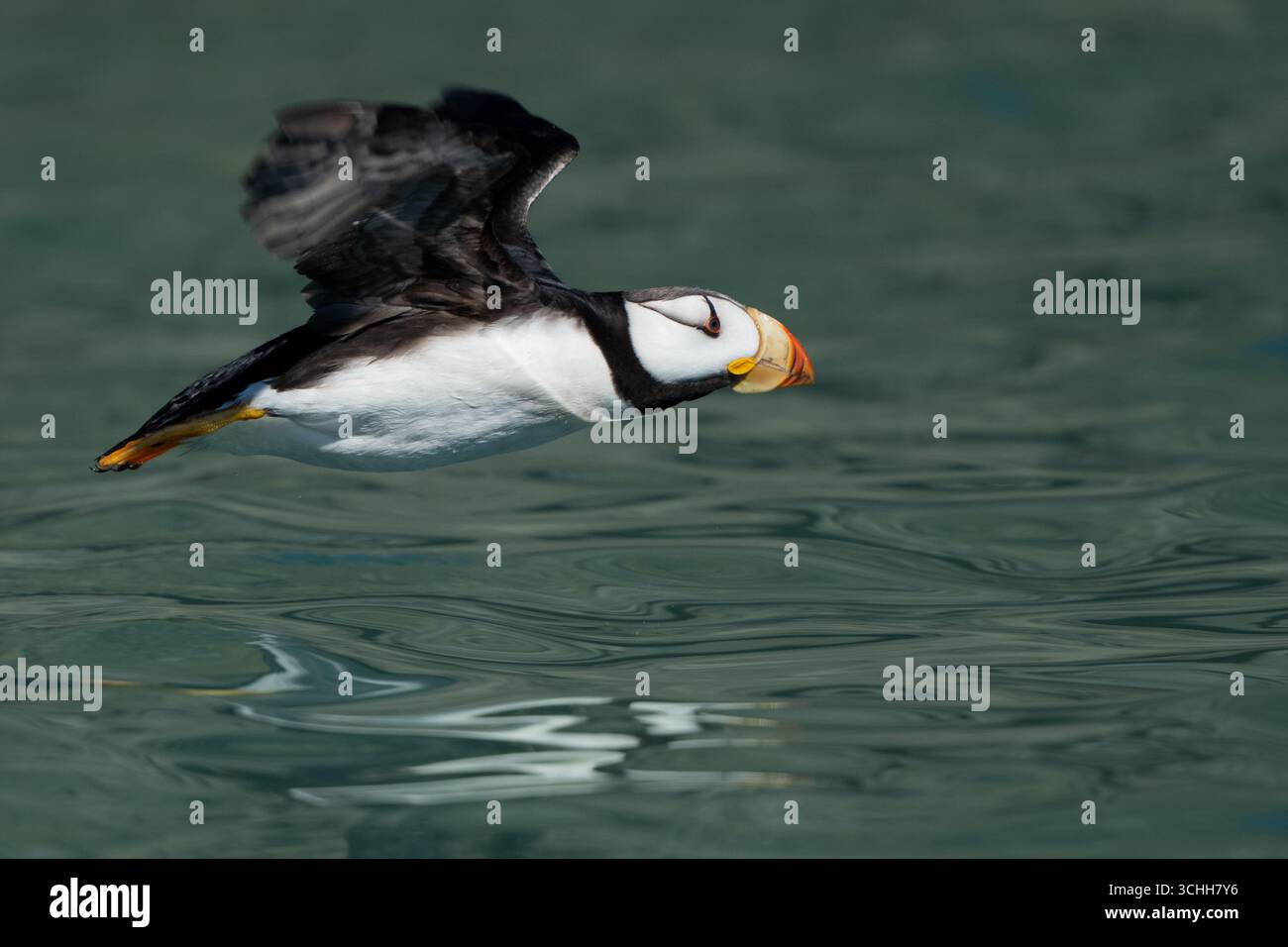 Alaska puffin flying low over the water after just taking off from the ...