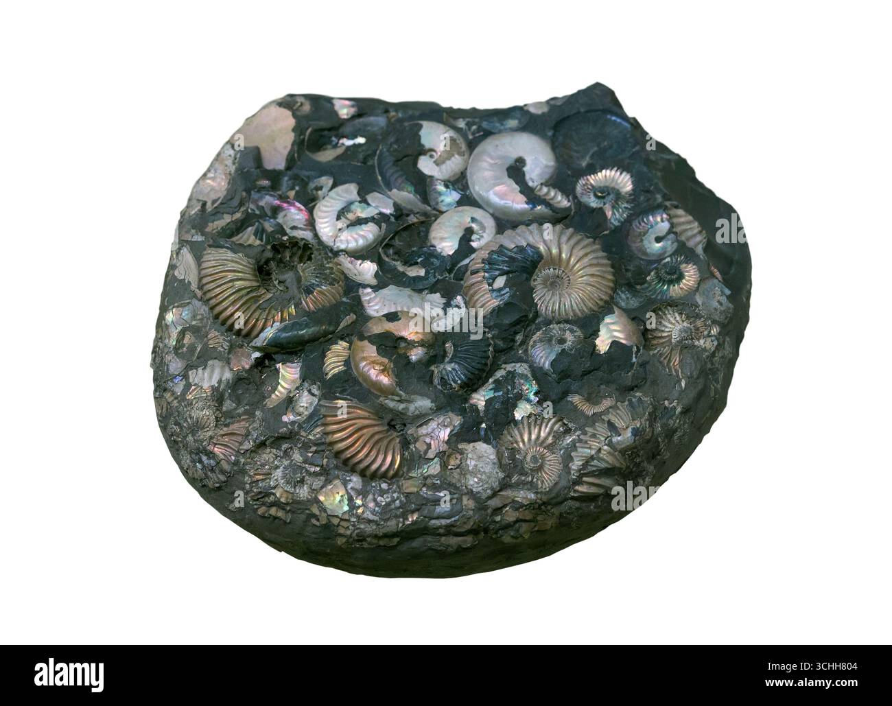 fossil concretion with shells of ammonites with preserved nacre Stock ...
