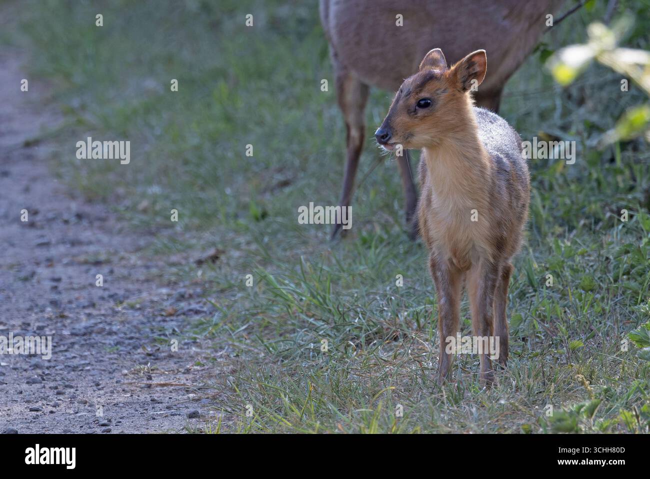 Reeves's Muntjac (Muntiacus reevesi) Suffolk May 2025 Stock Photo - Alamy